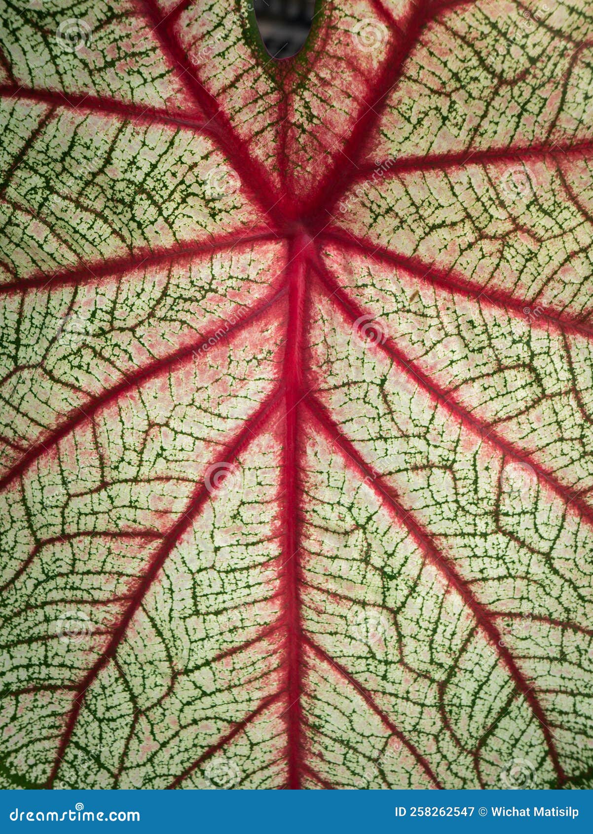 Pattern of White Red Fancy Leaved Caladium Stock Image - Image of ...