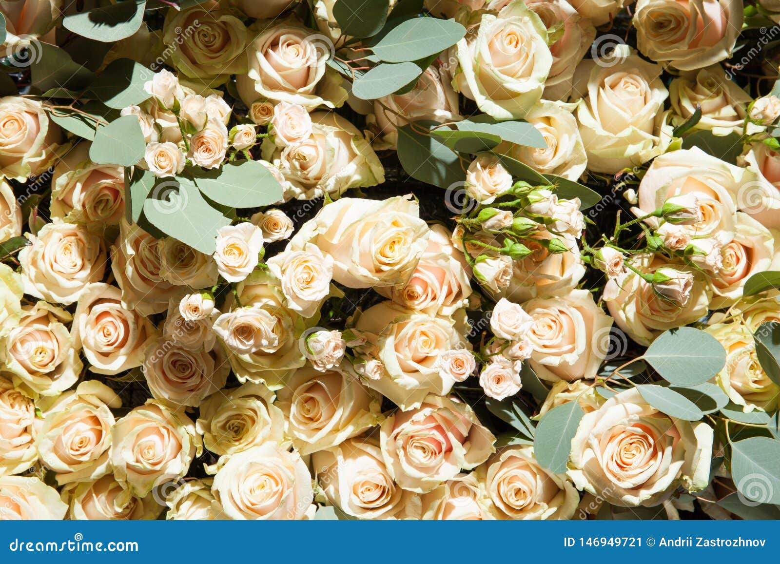 Pattern of White Roses. Flower Background Stock Image - Image of ...
