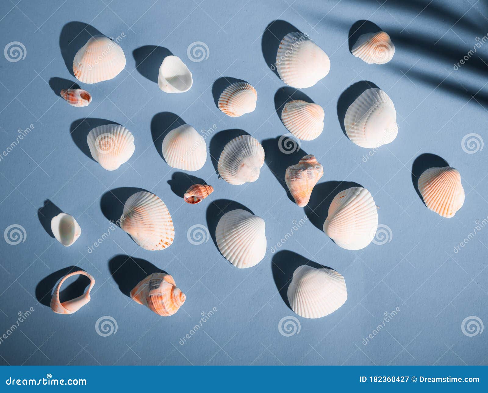 Pattern of White Shells on a Blue Background with a Shadow from a ...