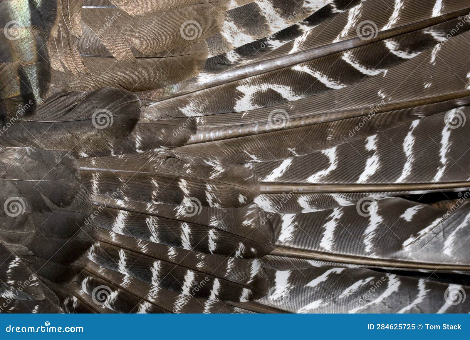 Pattern of Wild Turkey Feathers. Stock Image - Image of wildlife, feather: 284625725