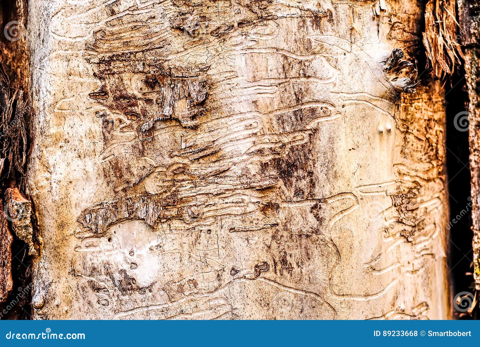 The Pattern on the Wood from Beetle Bark Beetle Stock Photo - Image of ...
