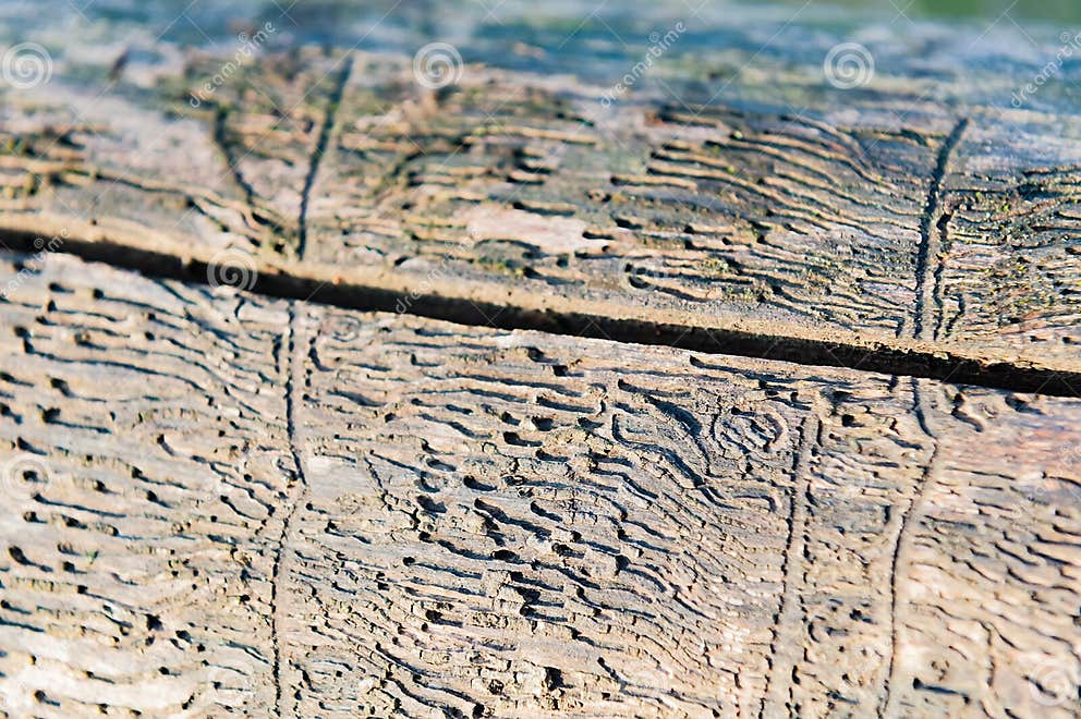 The Pattern on the Wood from Beetle Bark Beetle Stock Image - Image of ...