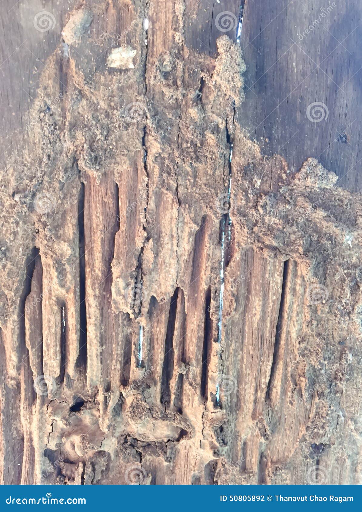 Pattern of wood decay stock photo. Image of background - 50805892