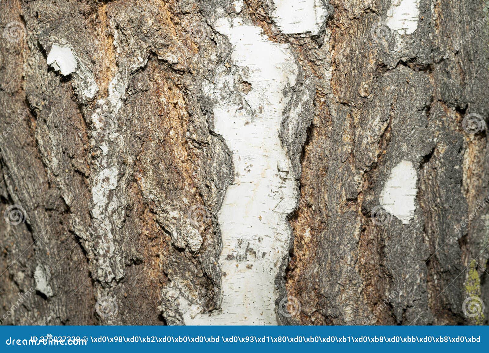 Pattern of Wooden Birch Bark Texture. Tree Stock Image - Image of ...