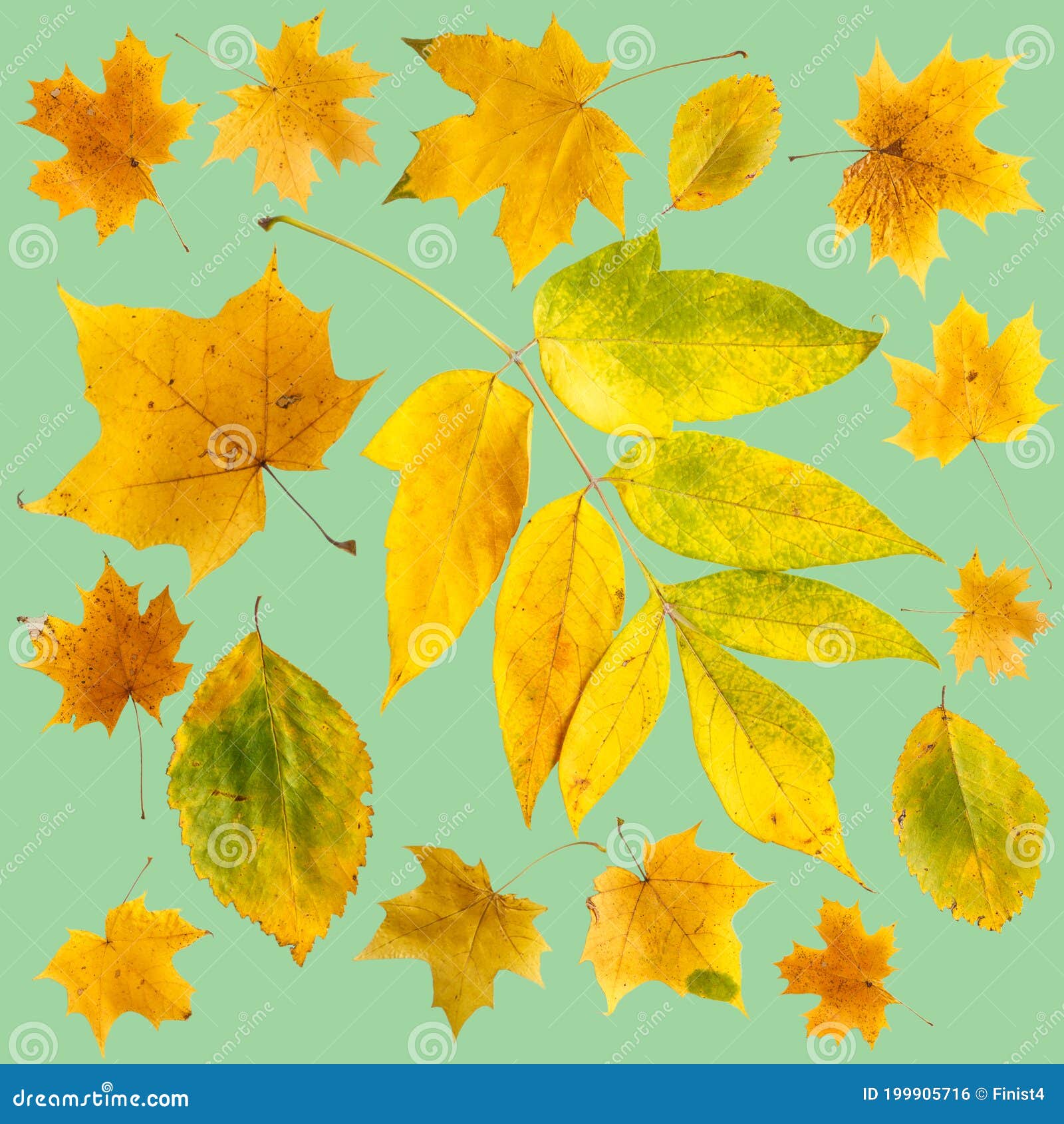 Pattern of Yellow Autumn Leaves of Different Types on a Greenish ...