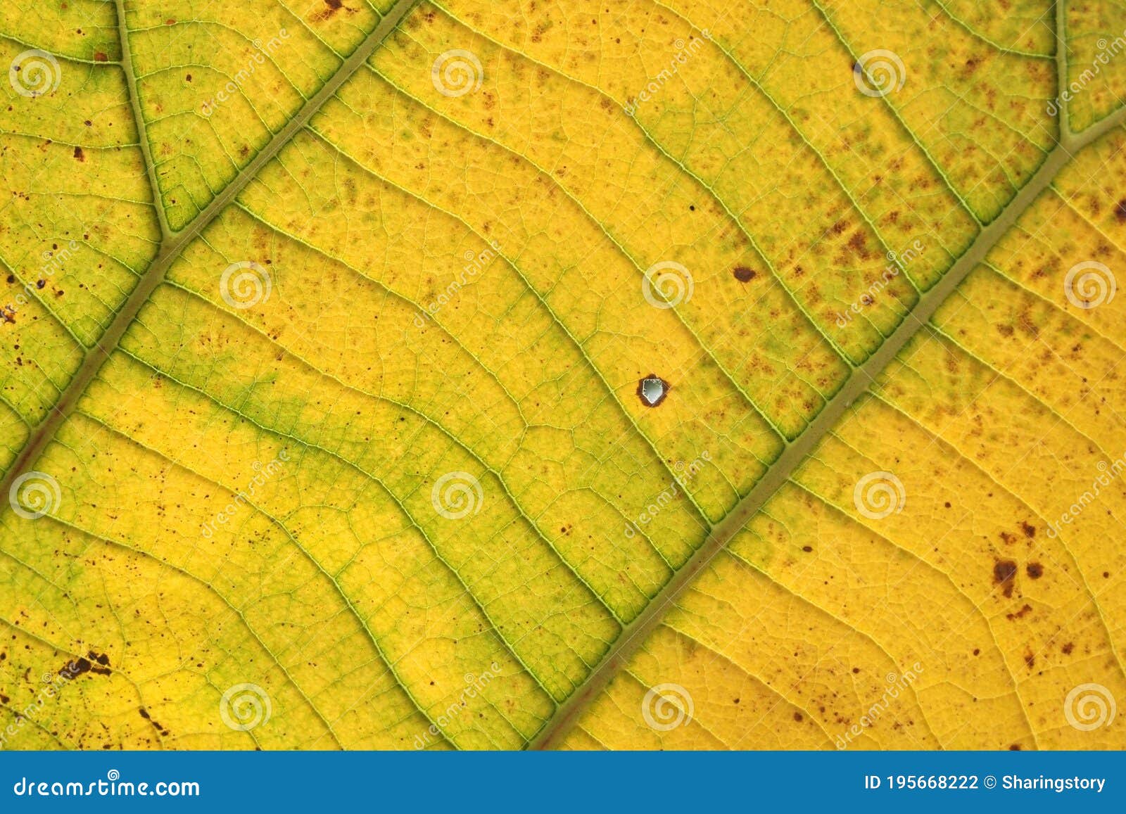 Pattern of Yellow Teak Leaf Stock Photo - Image of greenish, change ...