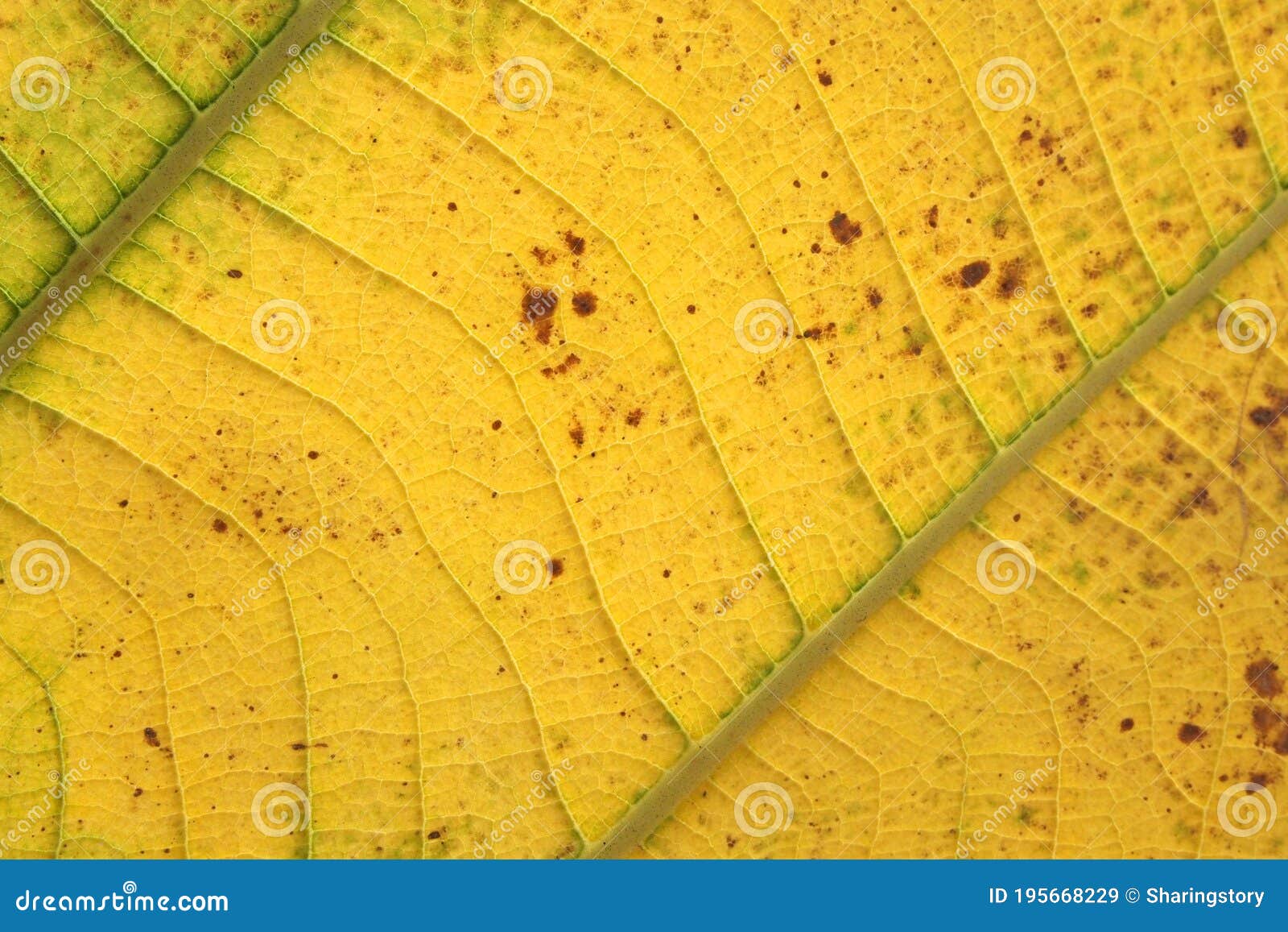 Pattern of Yellow Teak Leaf Stock Image - Image of yellow, grow: 195668229