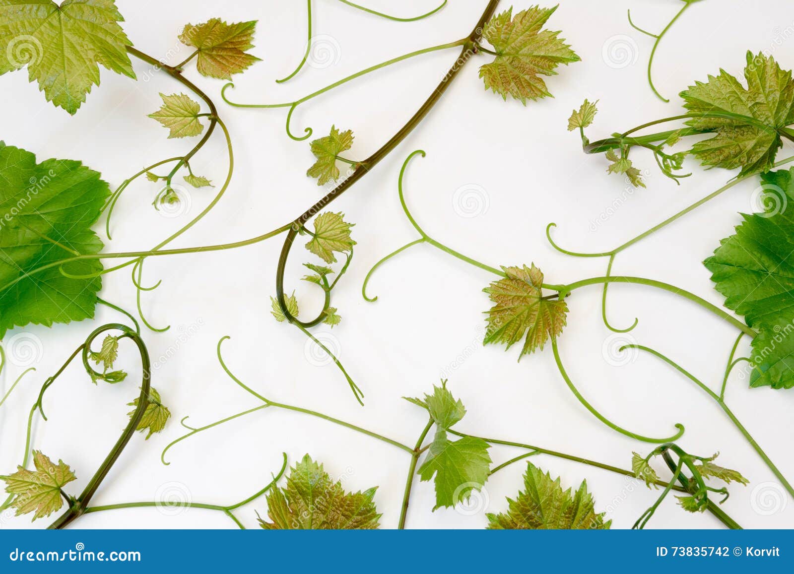 Pattern of young vine stock photo. Image of group, botany - 73835742