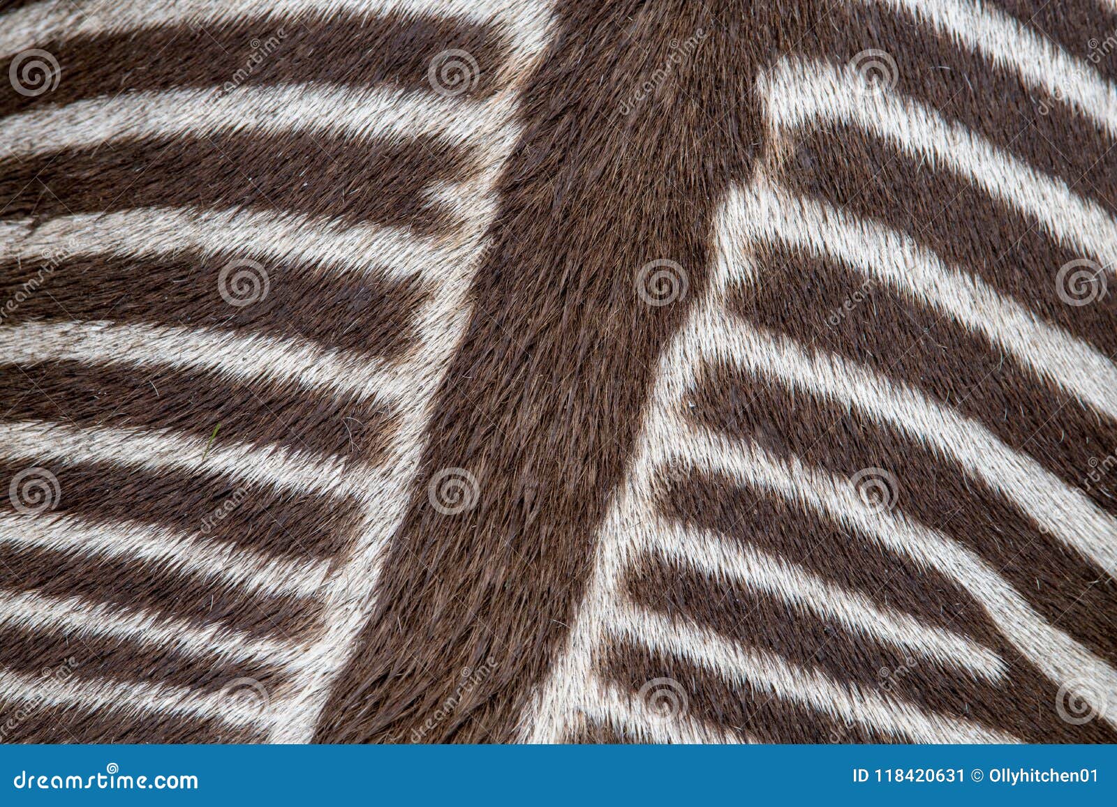 The Pattern on a Zebra`s Back Stock Image - Image of black, brown ...