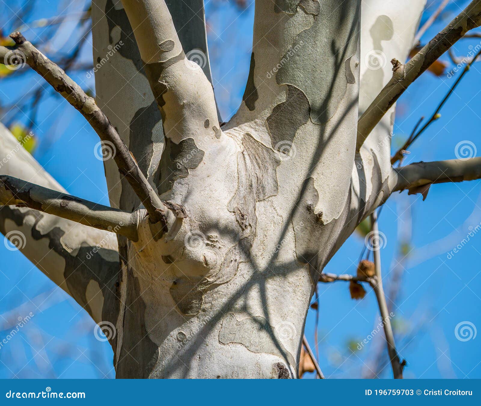 Patterned Bark of a Platanus Tree Stock Image - Image of park ...