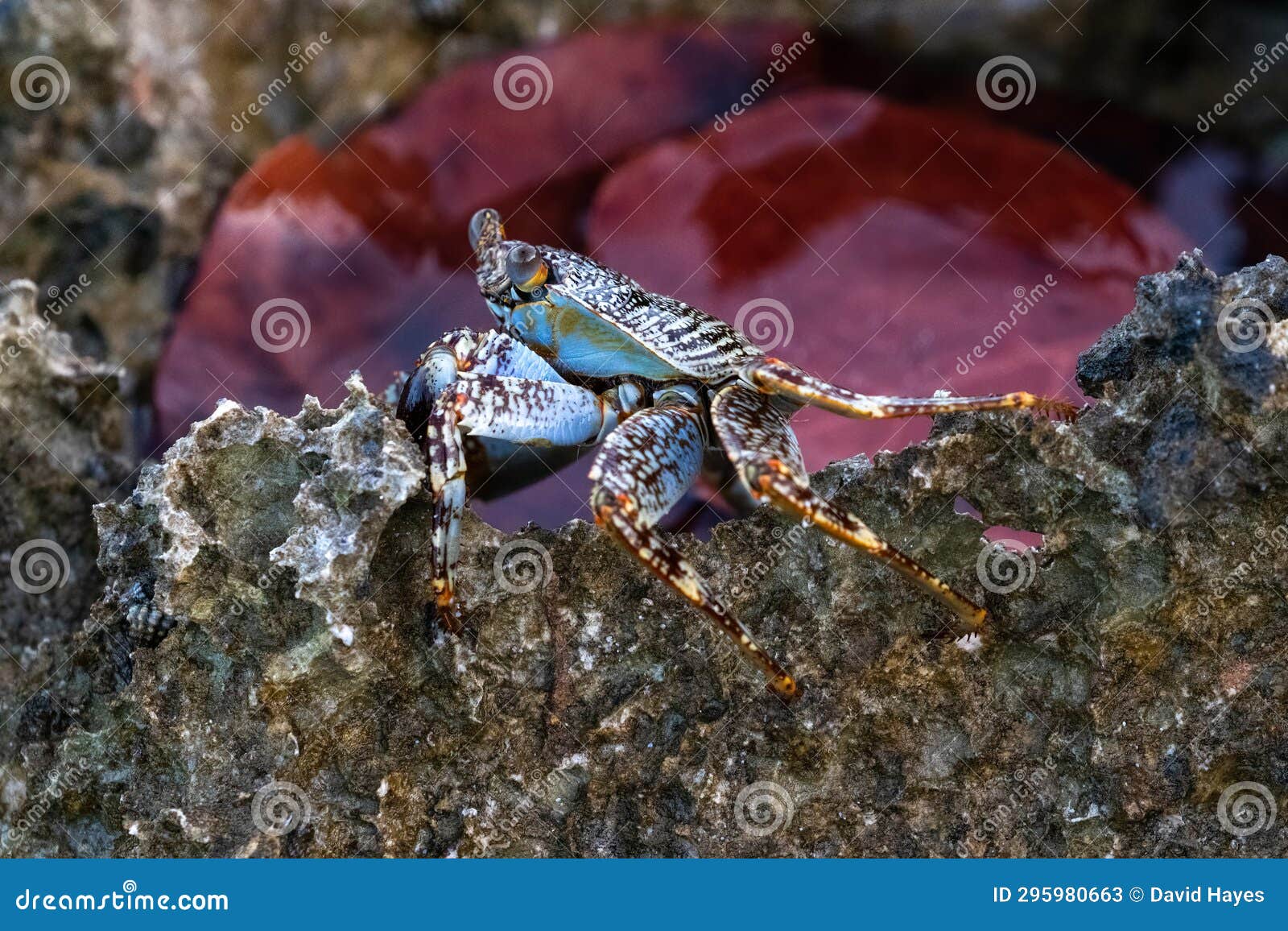 Patterned Crab Crawling on Lava Rocks. Stock Image - Image of zoology ...