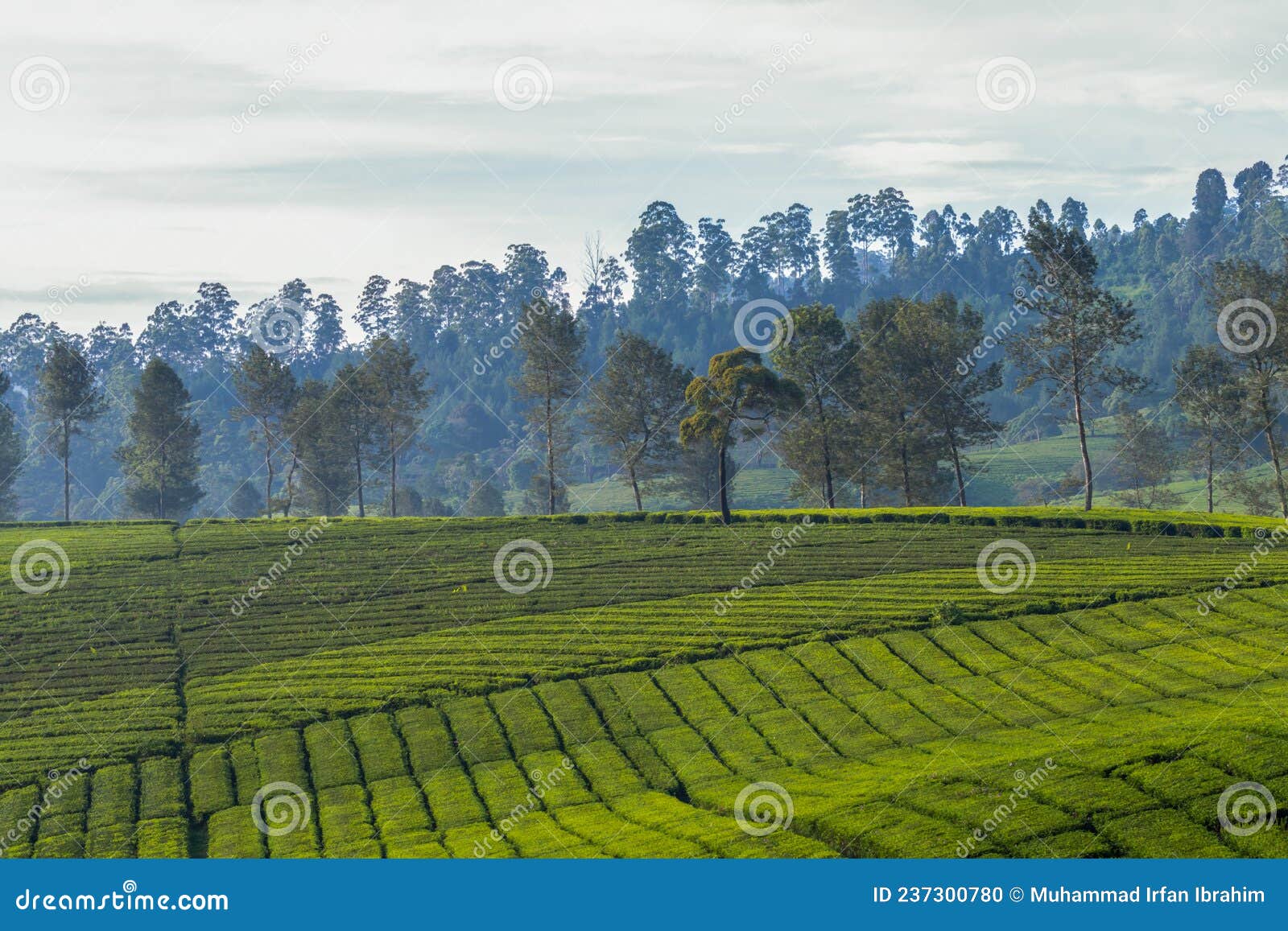 Patterned Green Tea Garden and Trees Stock Photo - Image of crop, herb ...