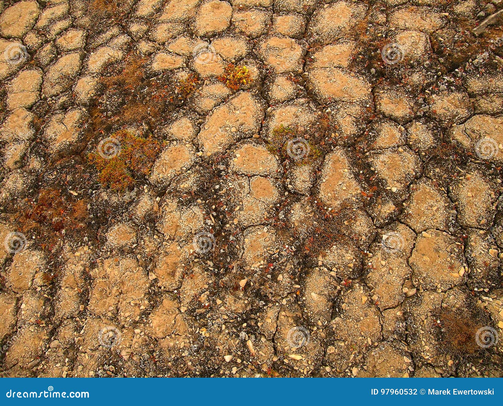 Patterned Ground stock photo. Image of tree, trunk, permafrost - 97960532