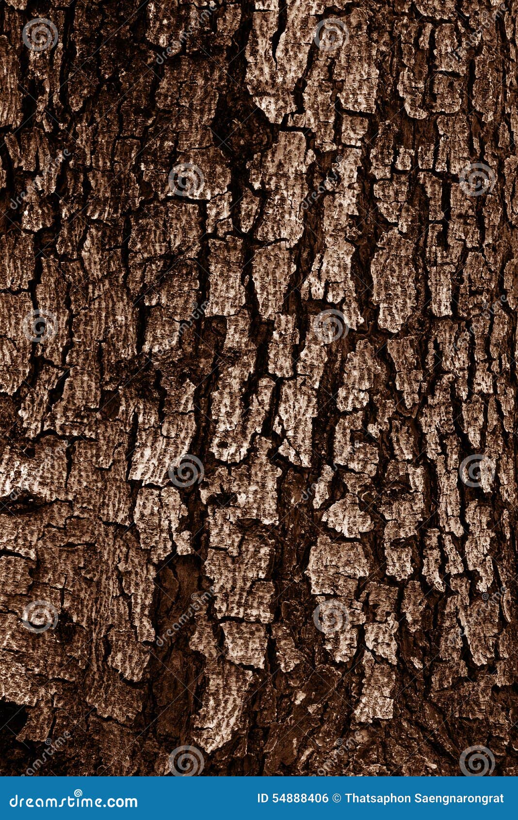 Tree Peel Rustic Texture Royalty-Free Stock Photography | CartoonDealer ...