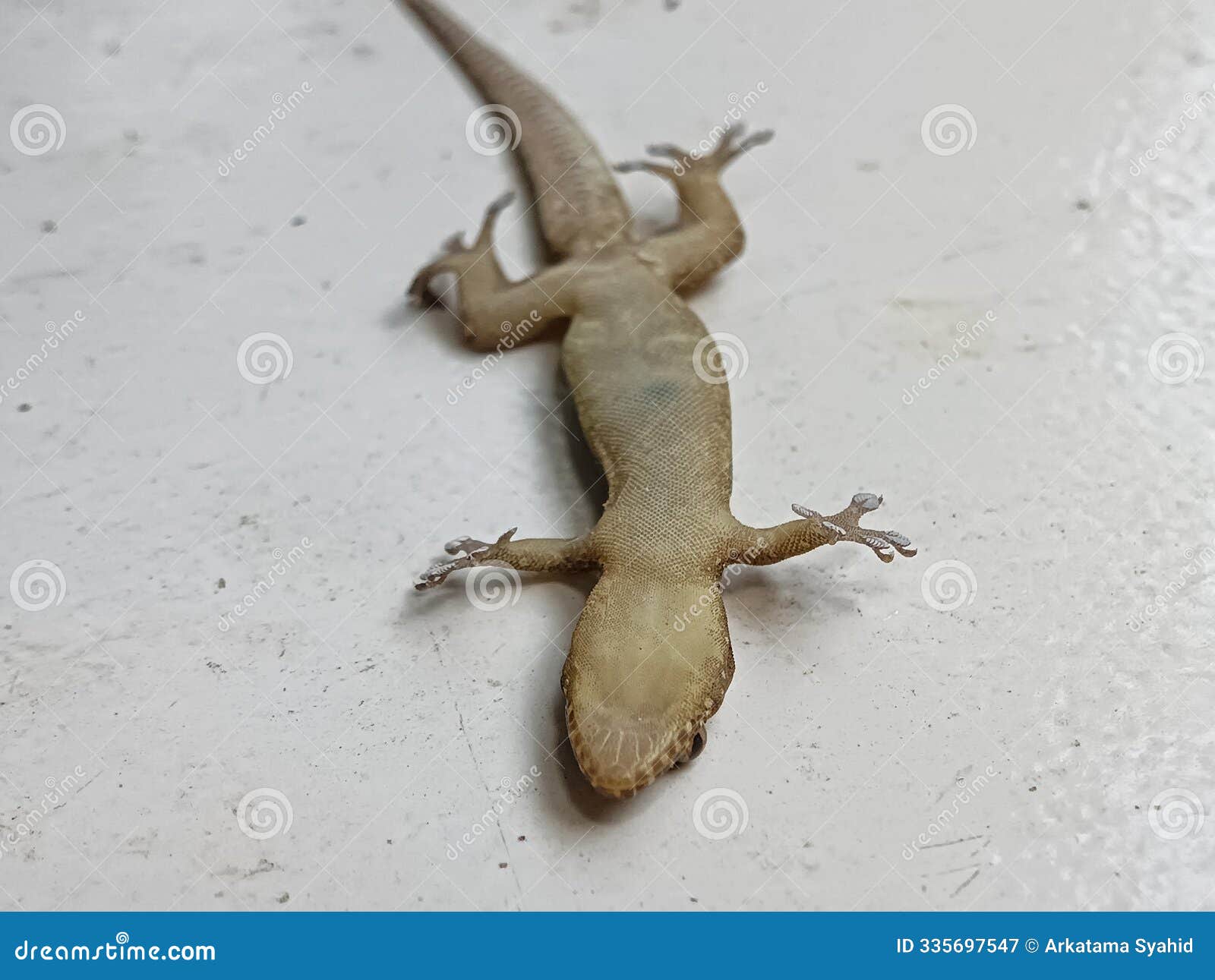 Patterned Lizard Lying Face Up on White Tile Floor Stock Image - Image ...