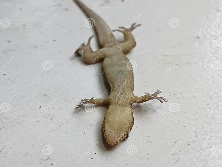 Patterned Lizard Lying Face Up on White Tile Floor Stock Image - Image ...