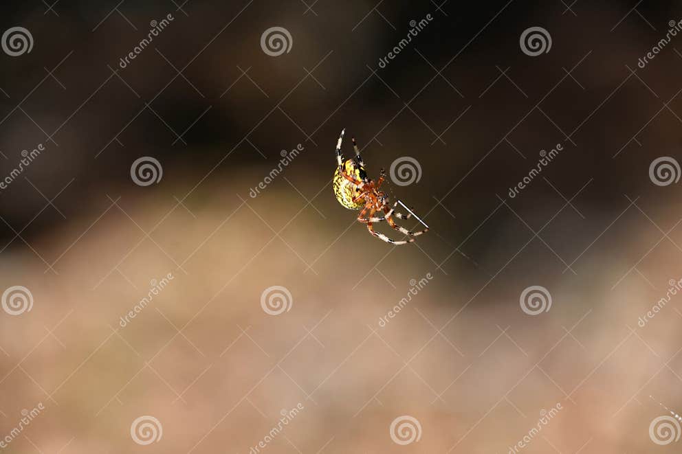 Marbled Orb Weaver Spider on a Silken Thread Stock Image - Image of ...