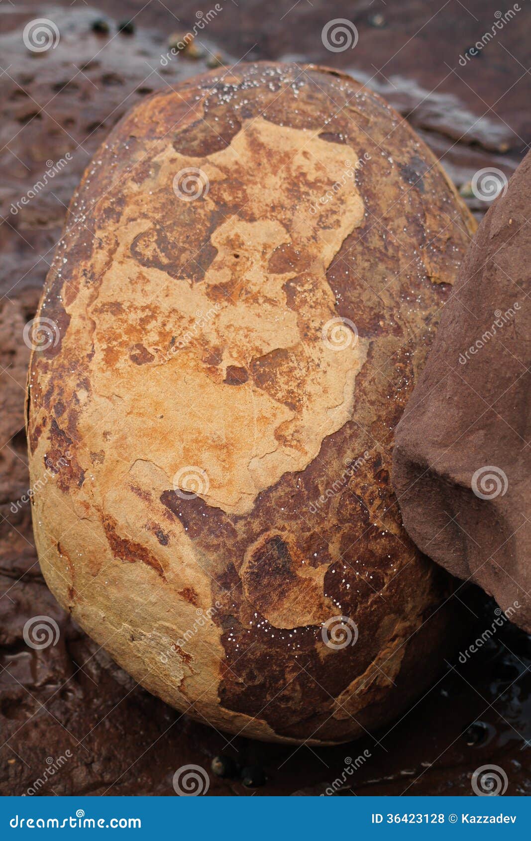 Patterned Rock stock photo. Image of waves, brown, beach - 36423128