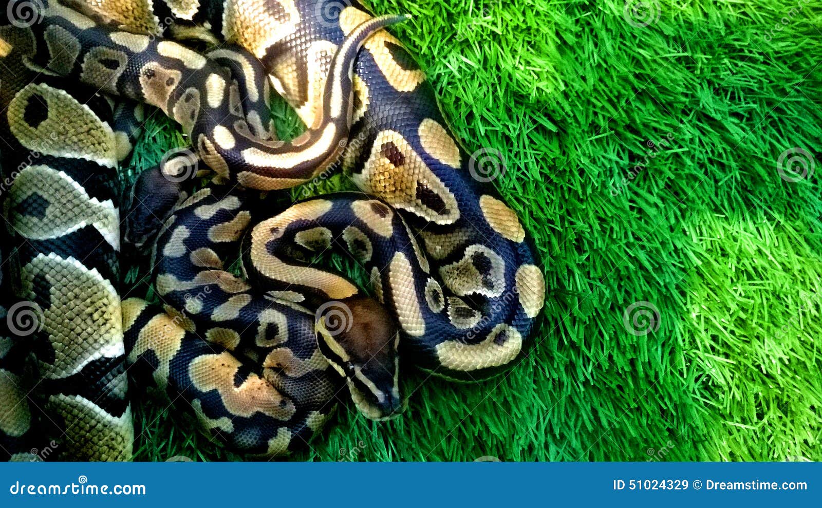 Patterned snake stock image. Image of animal, rare, jungle - 51024329