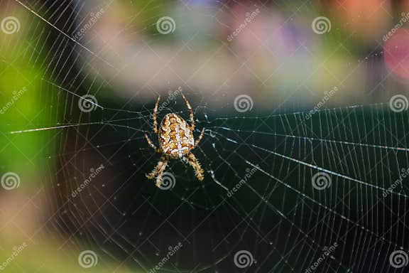 Patterned spider on a web stock image. Image of wing - 351375577