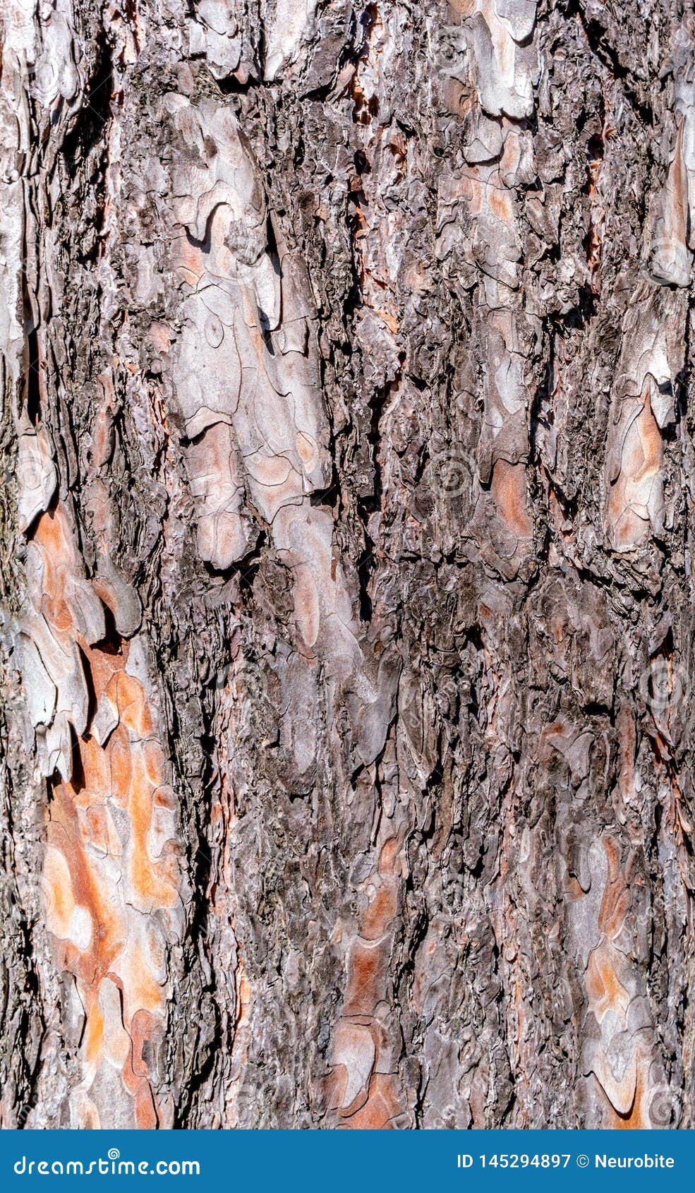 Pinewood Trunk Texture Stock Image | CartoonDealer.com #202292341