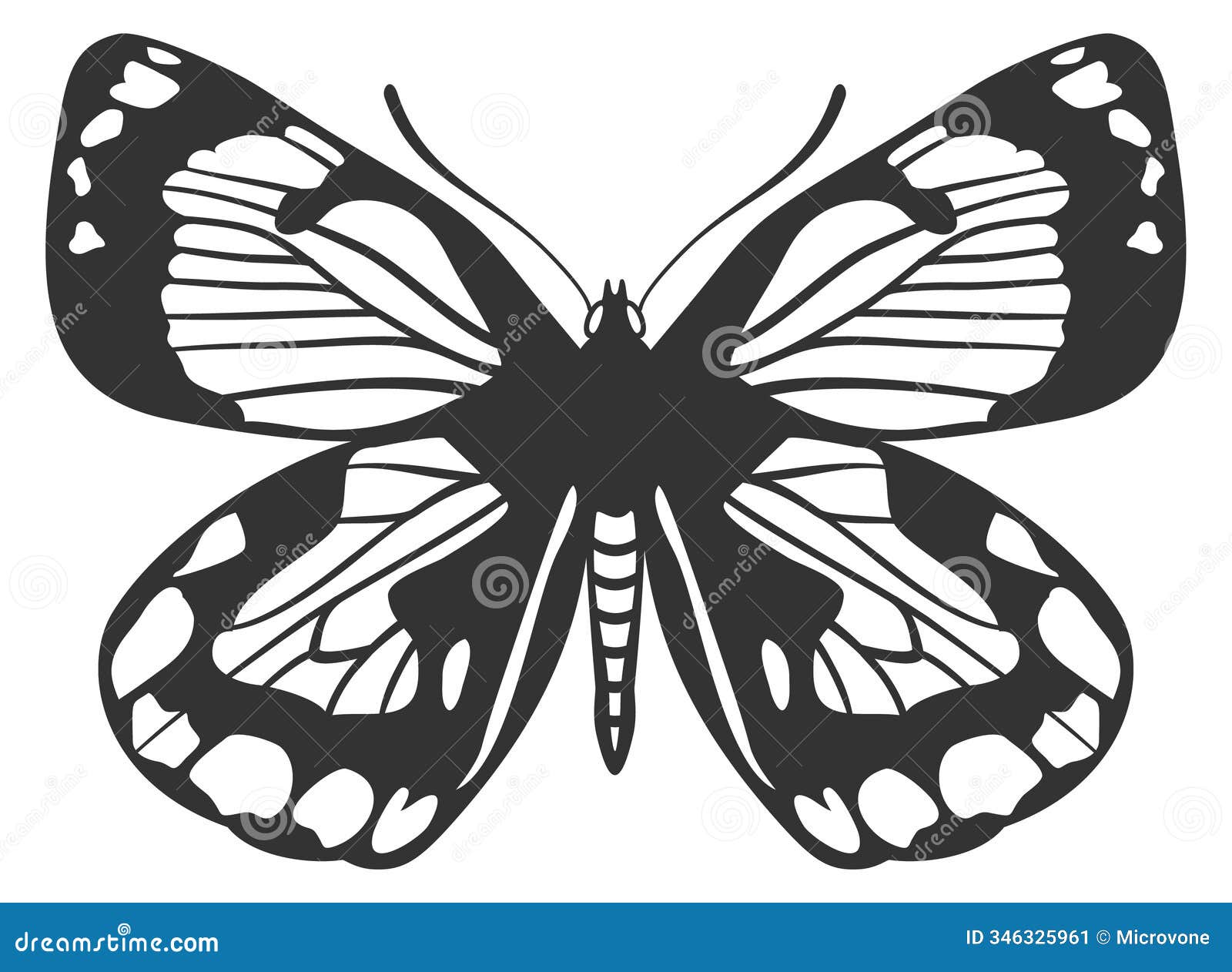Patterned Wings Butterfly. Exotic Night Moth Drawing Stock Illustration ...