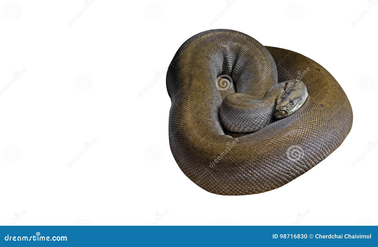 Patternless Green Burmese Python on White Background, Clipping P Stock ...