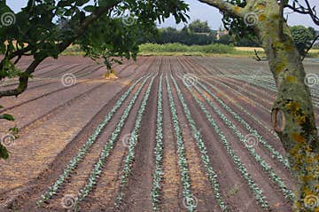 Patterns of agriculture stock image. Image of great, farmland - 15077103