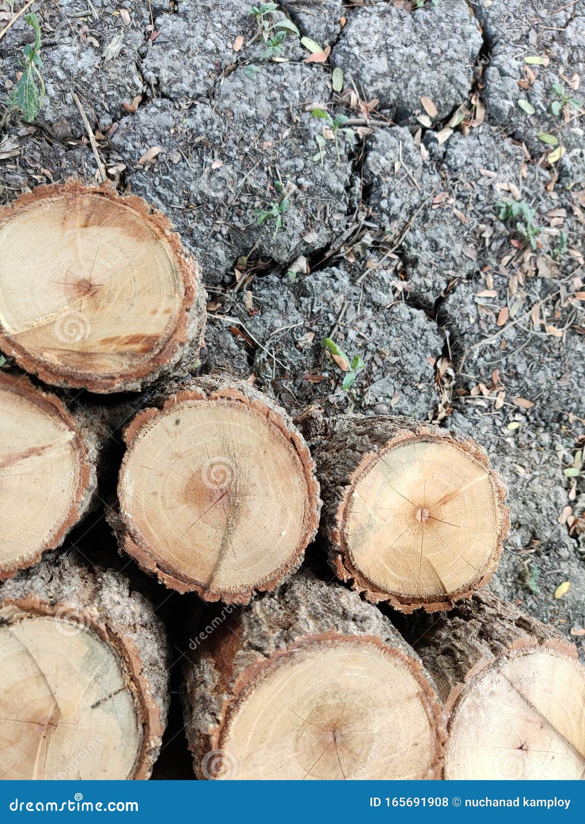 Patterns that Appear at the Cross-section of Multiple Trees are ...