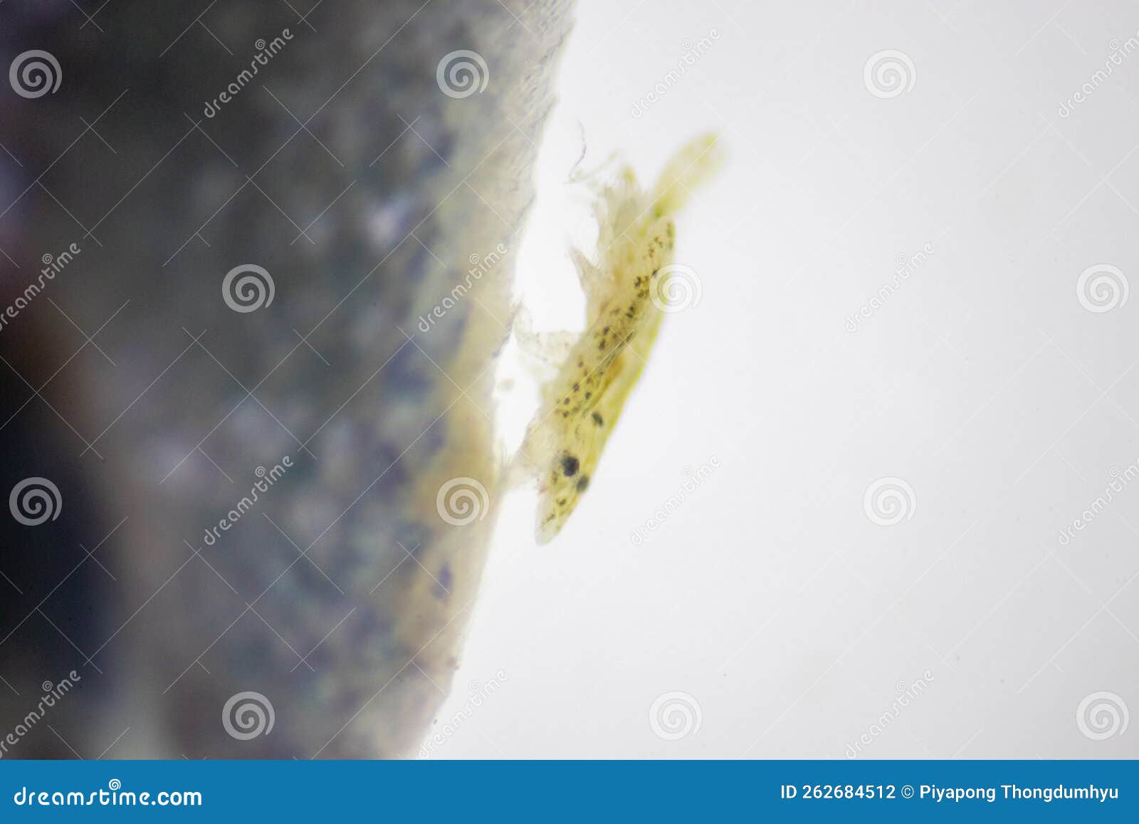 Study of Argulus Sp. and Clinostomum Sp. Under Microscope View in ...