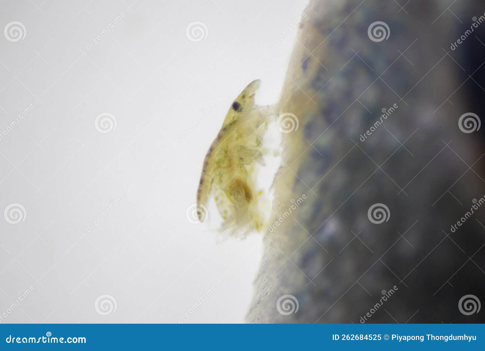 Study of Argulus Sp. and Clinostomum Sp. Under Microscope View in ...