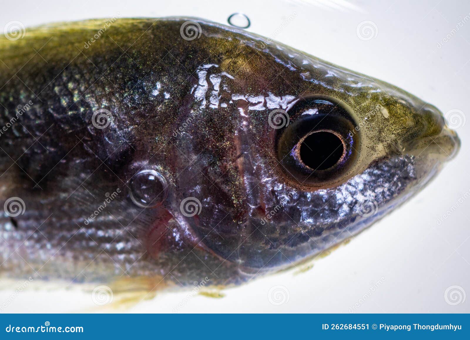 Study of Argulus Sp. and Clinostomum Sp. Under Microscope View in ...