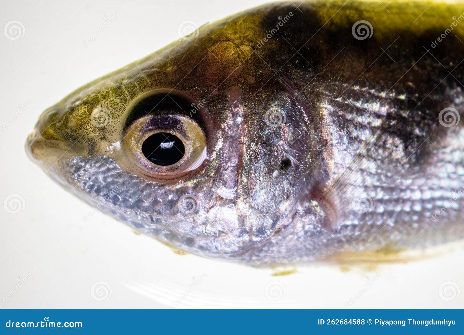 Study of Argulus Sp. and Clinostomum Sp. Under Microscope View in ...