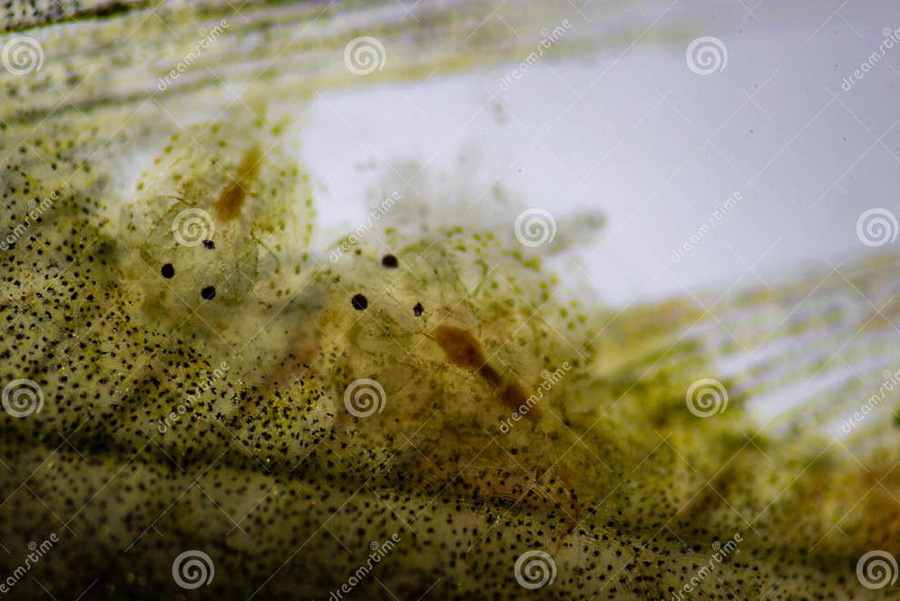 Study of Argulus Sp. and Clinostomum Sp. Under Microscope View in ...