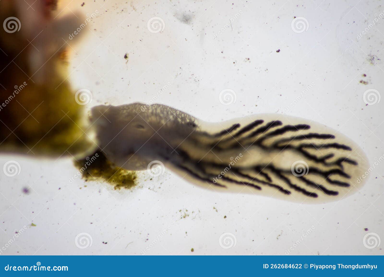 Study of Argulus Sp. and Clinostomum Sp. Under Microscope View in ...