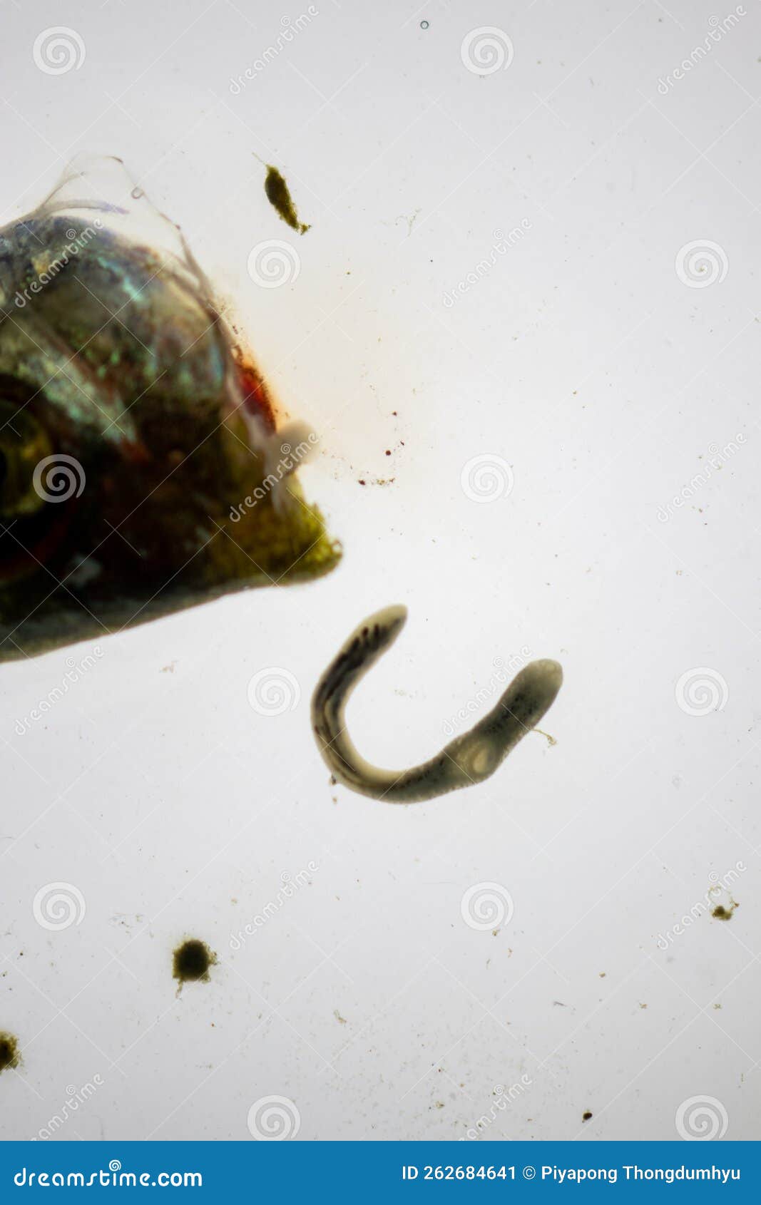 Study of Argulus Sp. and Clinostomum Sp. Under Microscope View in ...