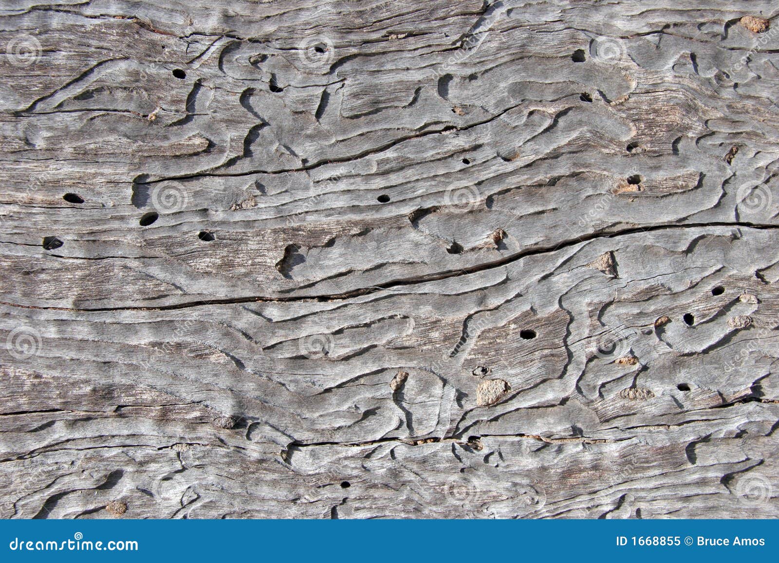 Patterns on bark stock image. Image of bark, australia - 1668855