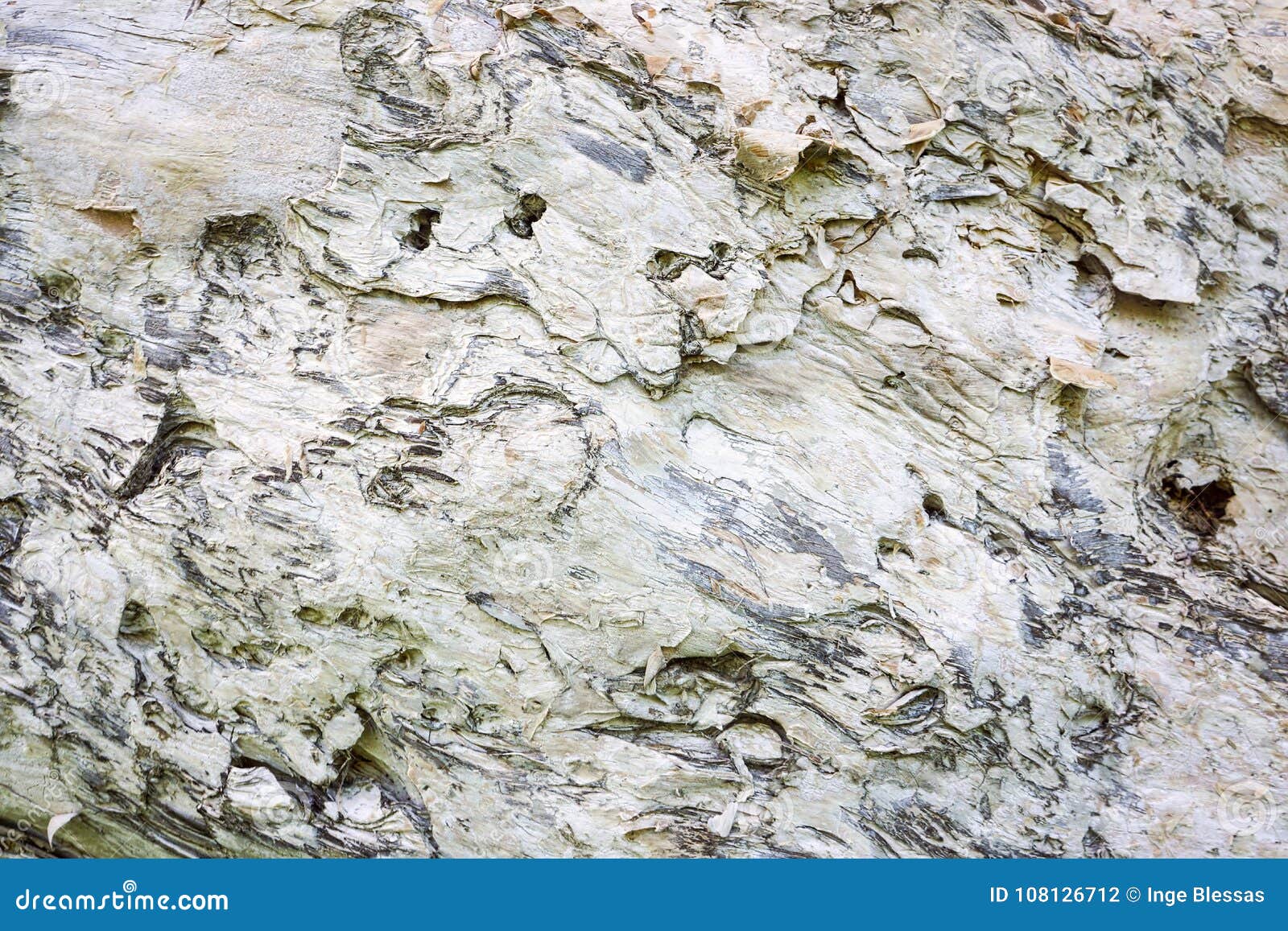 Abstract Background Texture of Paperbark Gumtree Stock Photo - Image of ...