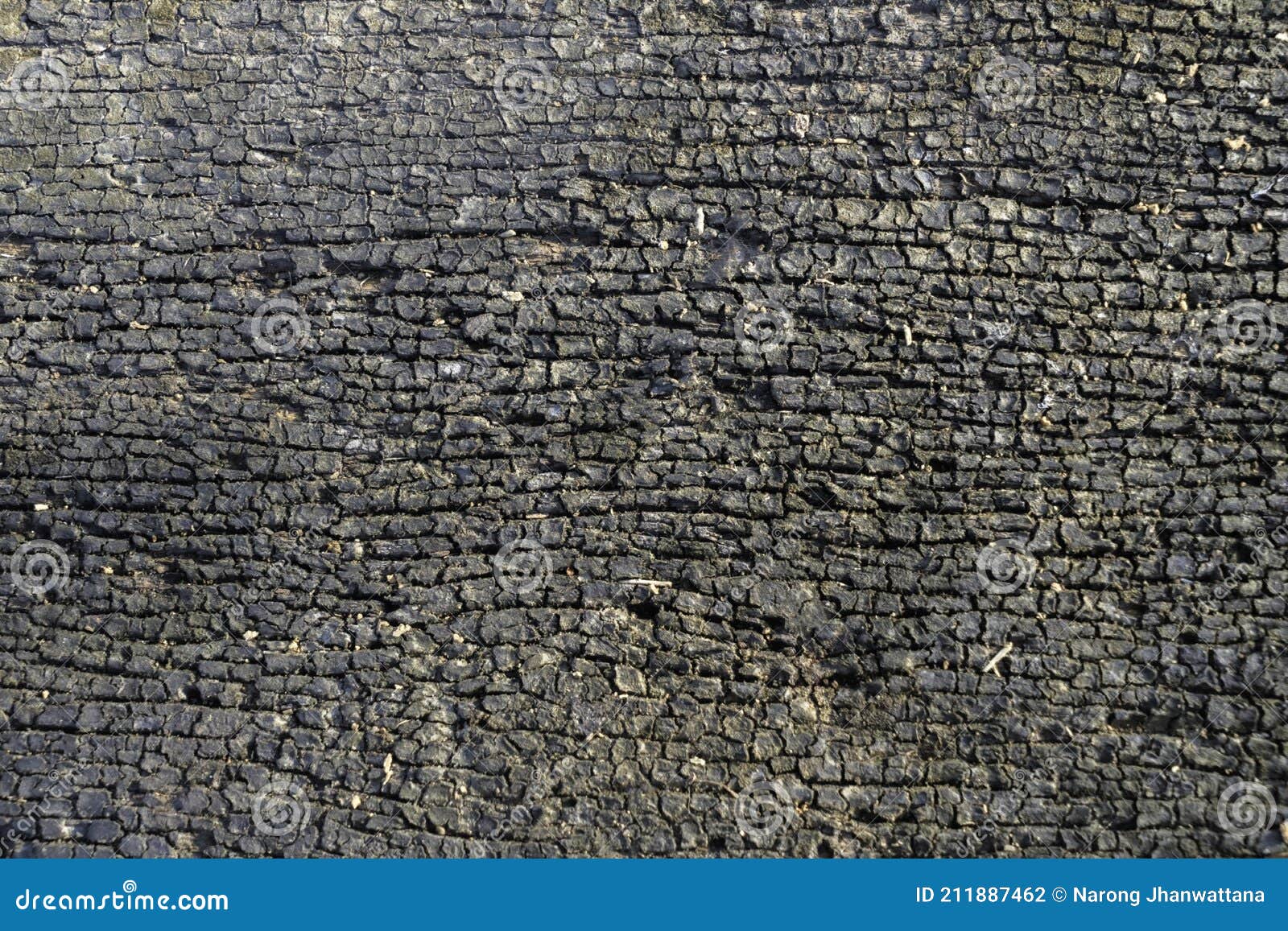 Patterns of the bark stock photo. Image of background - 211887462