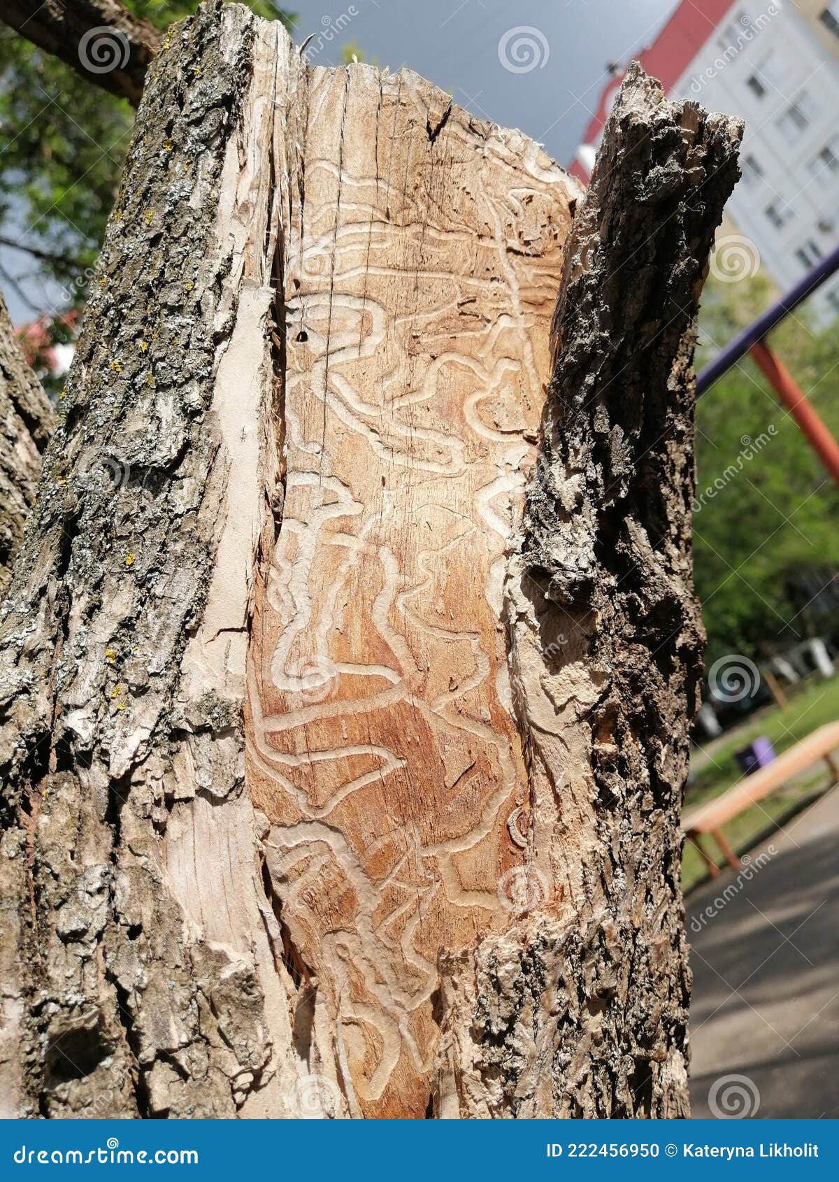 Patterns on the Bark of a Tree, Traces of Insects Living in the Tree ...
