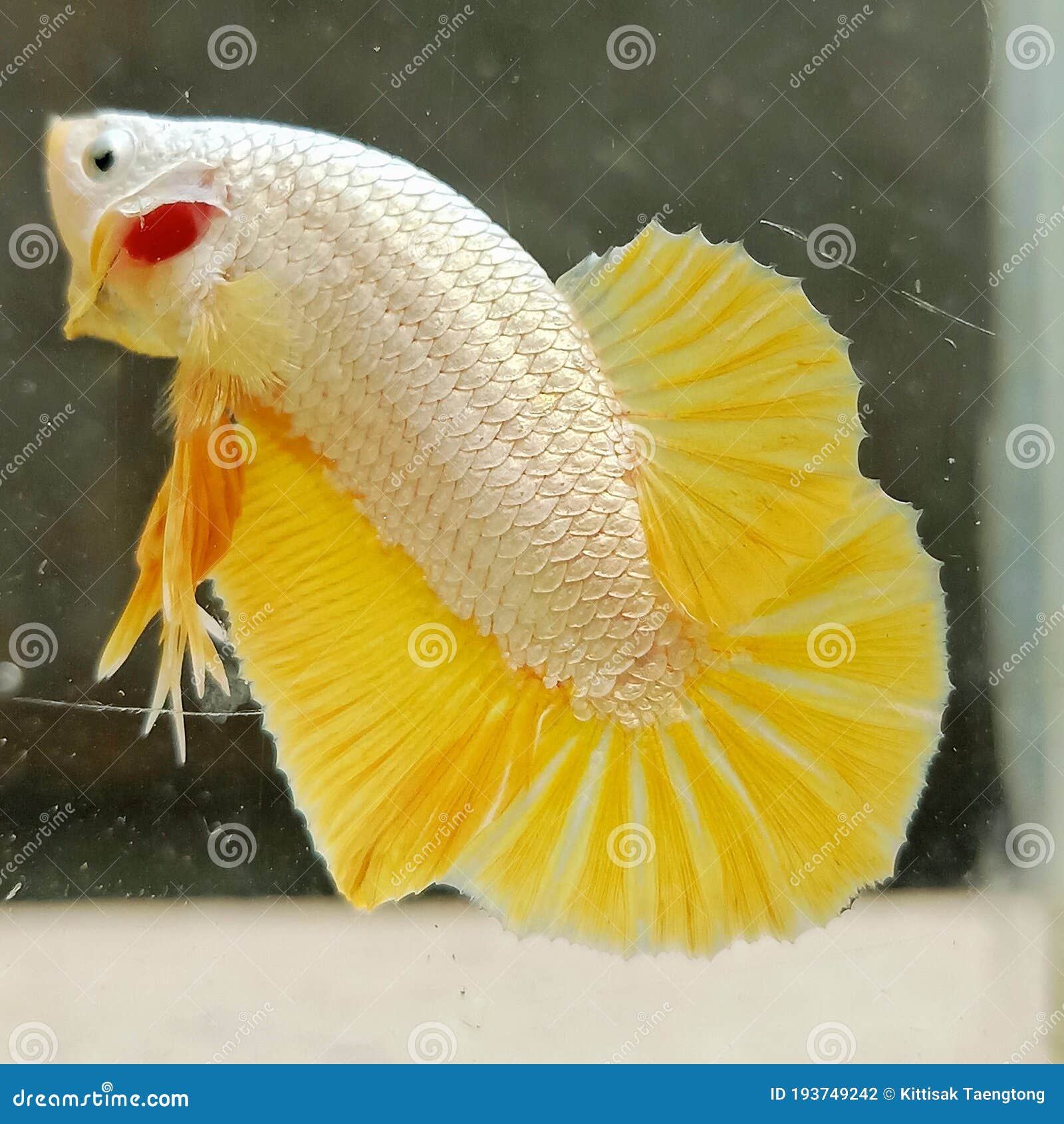 Patterns on the Body of Betta Fish. Stock Photo - Image of betta ...