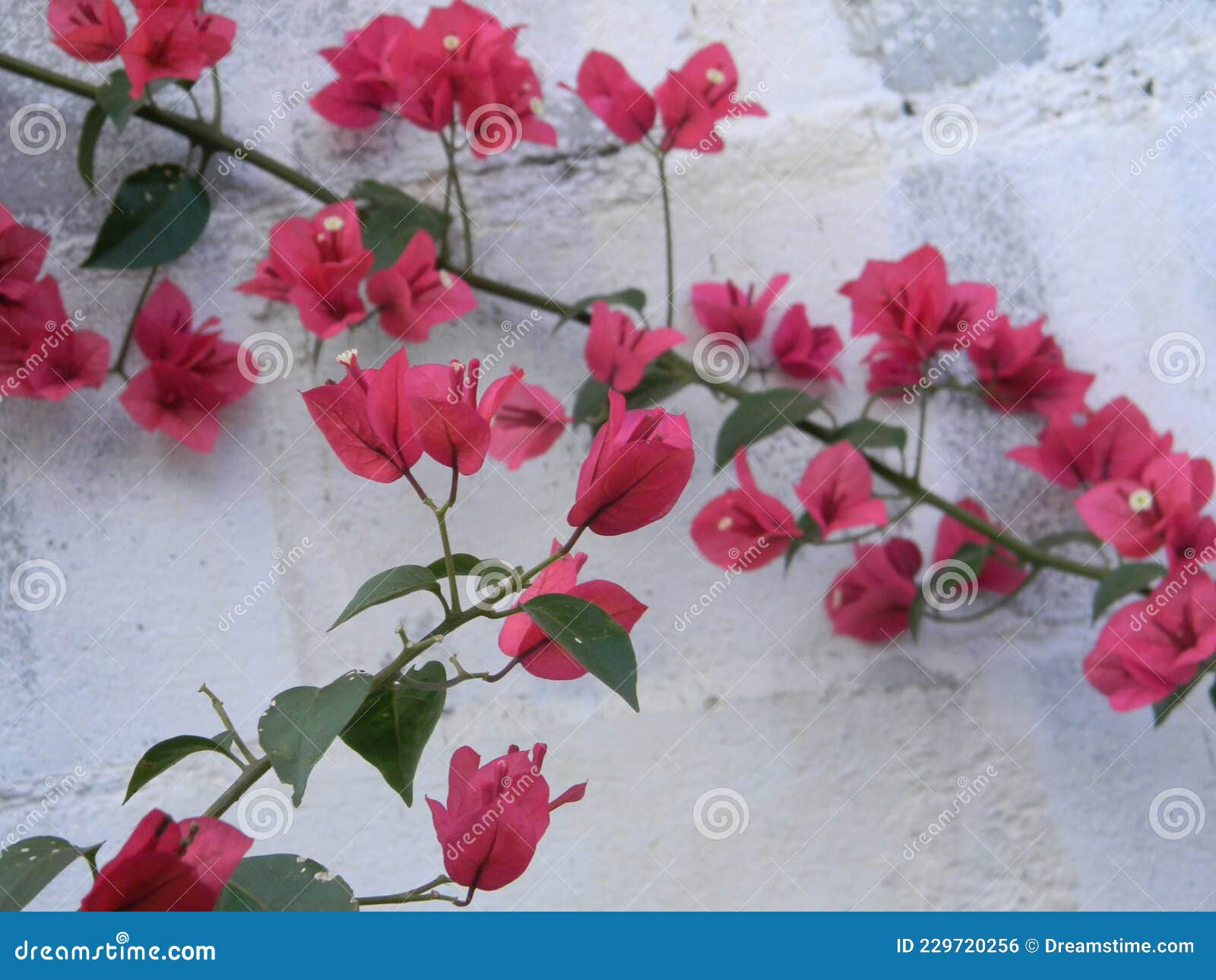 Patterns in a Bougainvillea Stock Photo - Image of petal, plant: 229720256