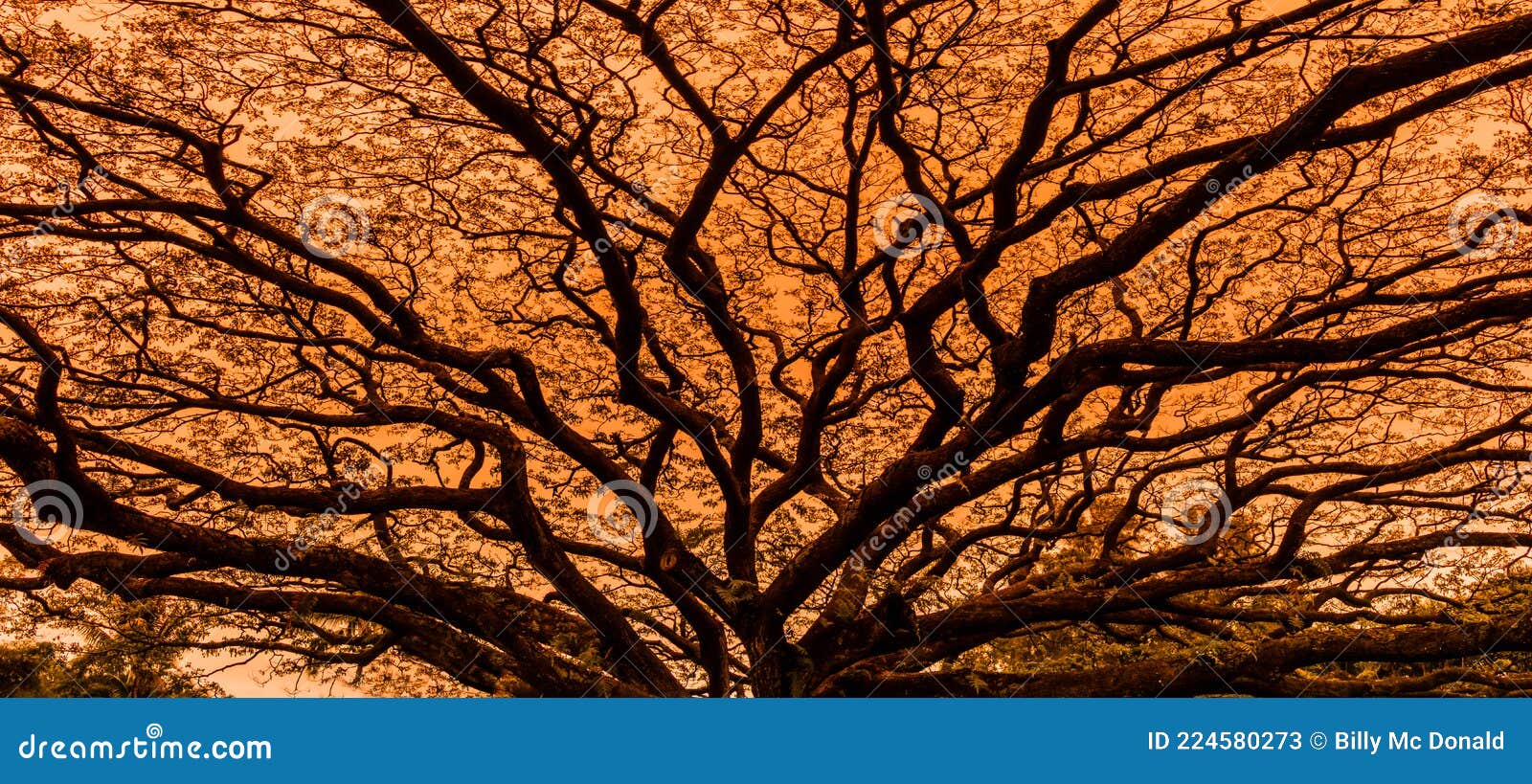 Patterns among the Branches of a Giant Monkey Pod Tree Stock Image ...