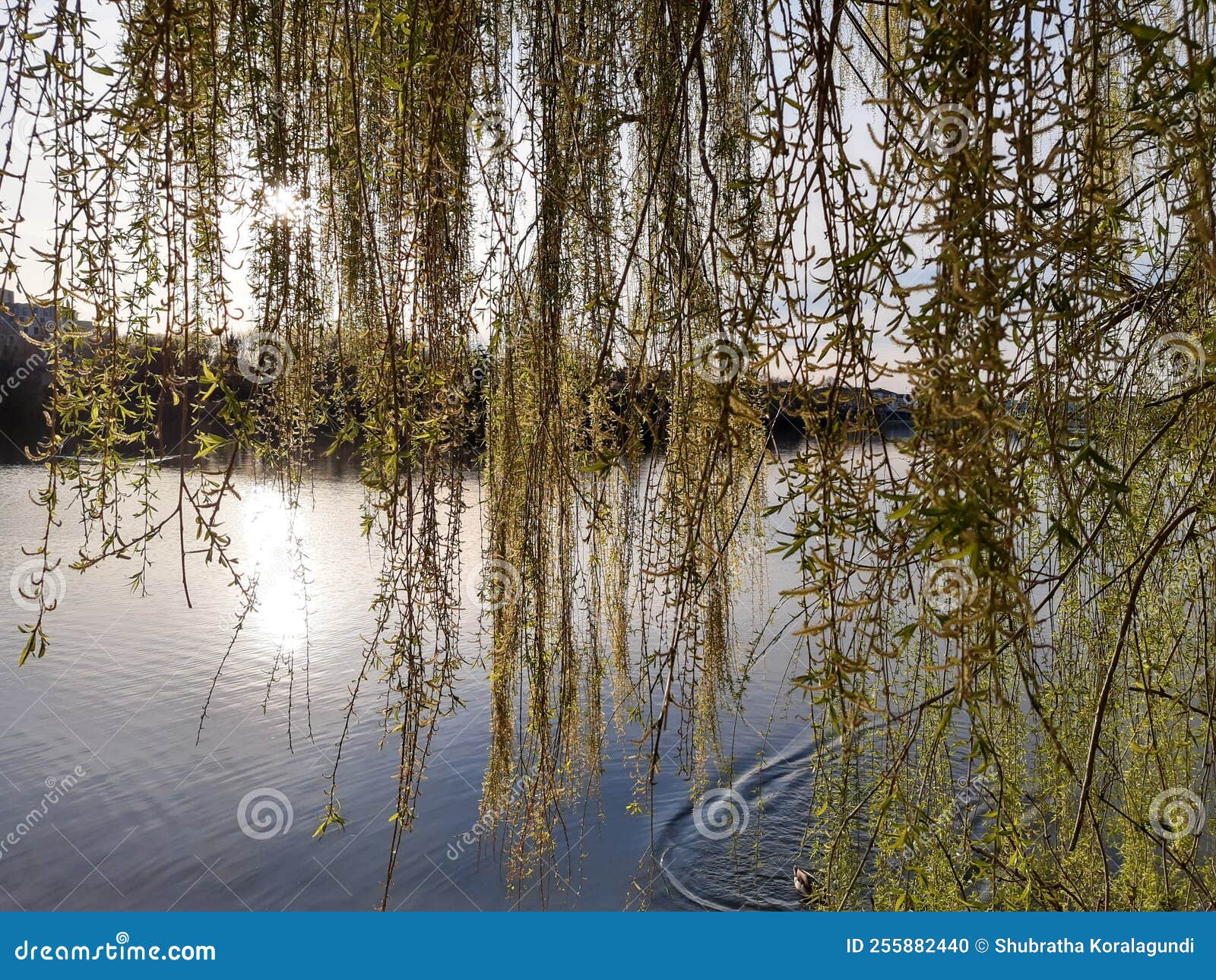 A Weeping Willow Tree with Sunset Peeking through the Branches. Stock ...