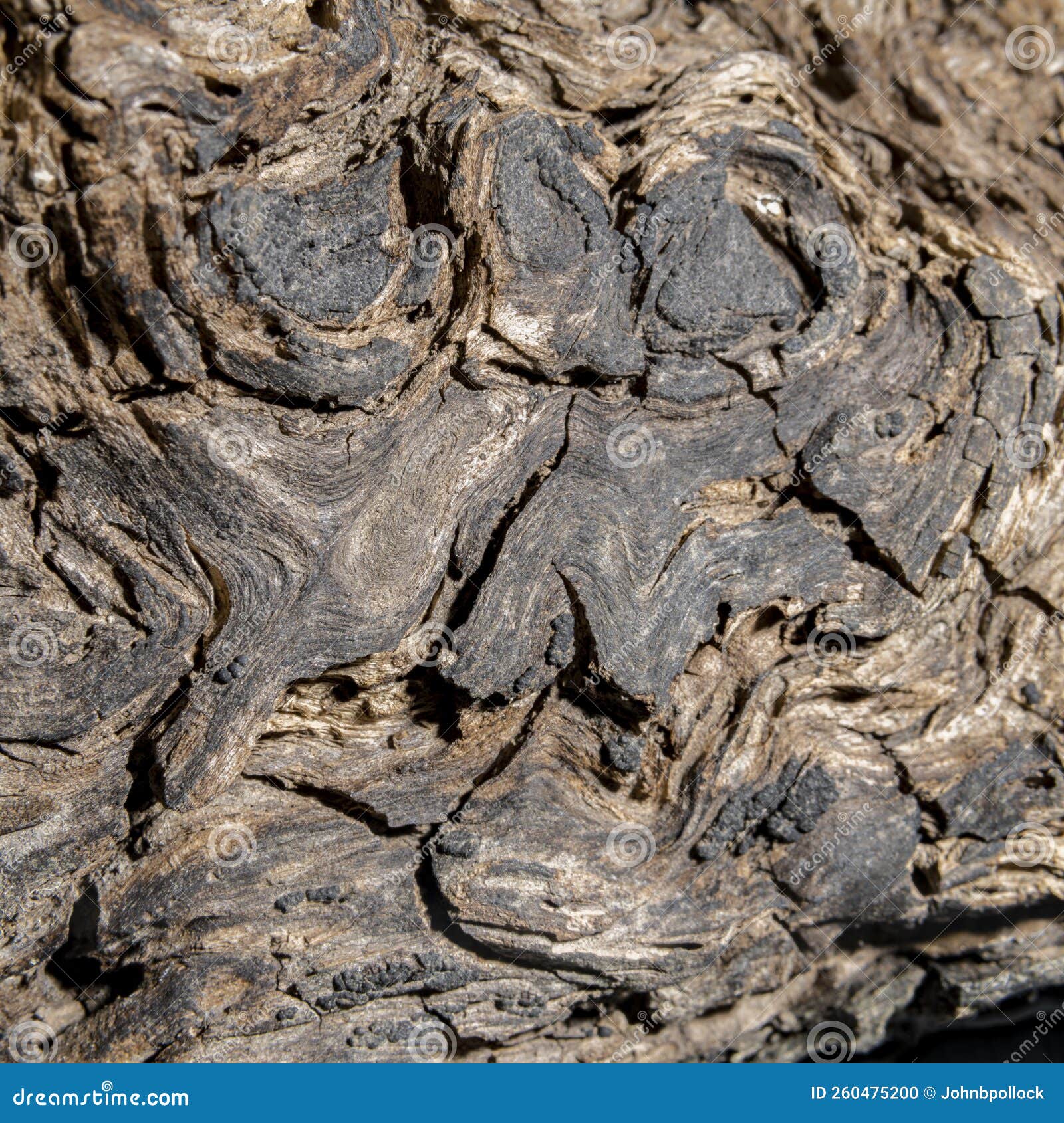 Patterns in burl wood stock photo. Image of swirls, wood - 260475200