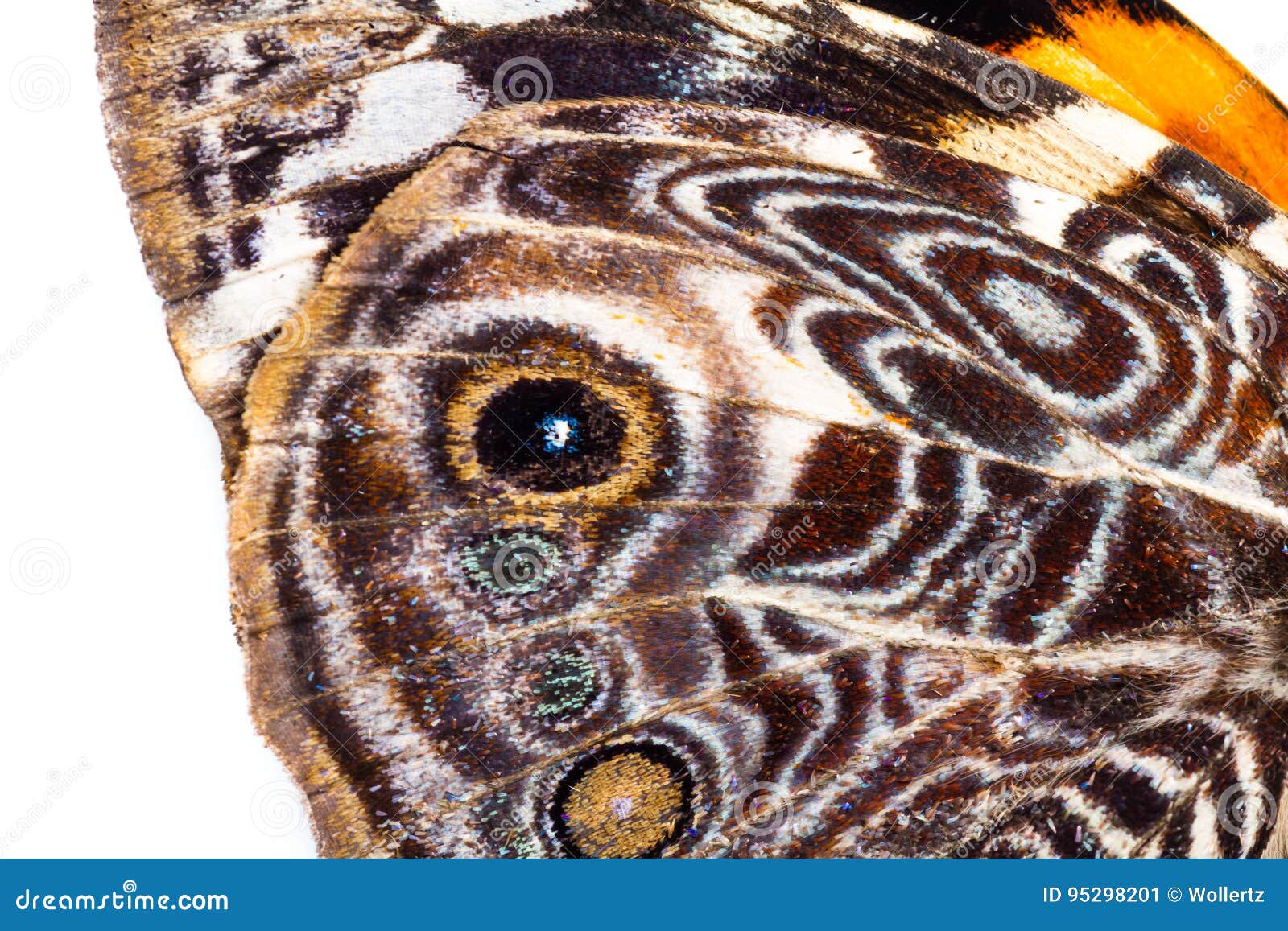 Patterns in a Butterfly Wing Stock Image - Image of wing, tropical ...