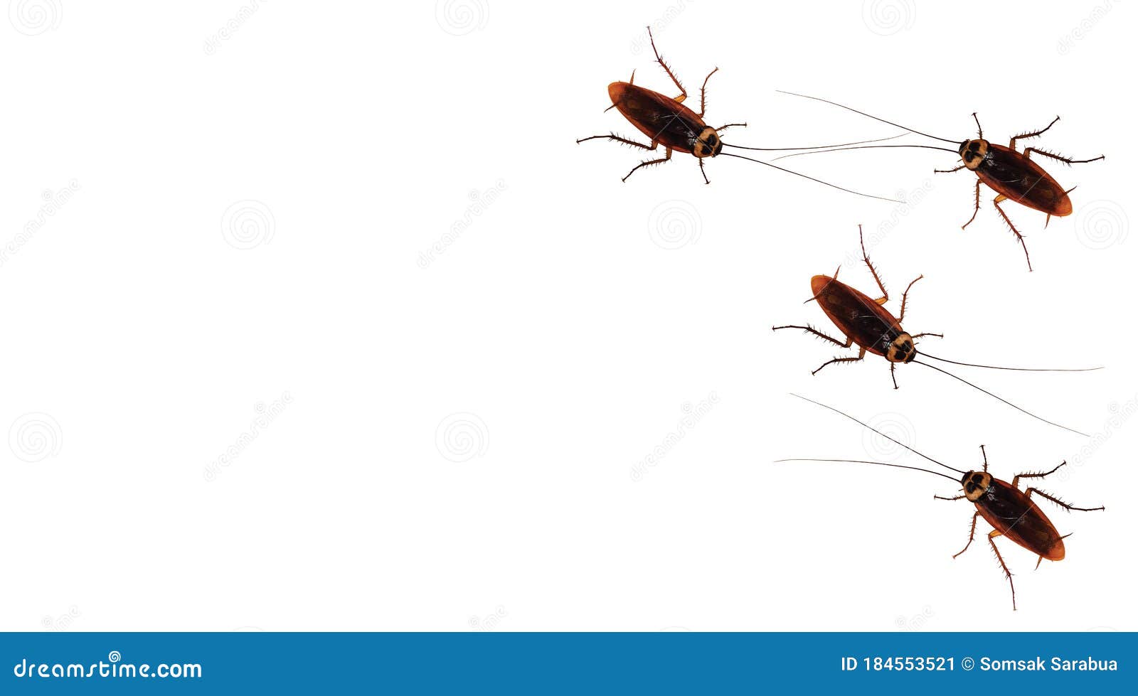 The Patterns of Cockroaches on a White Background Stock Illustration ...