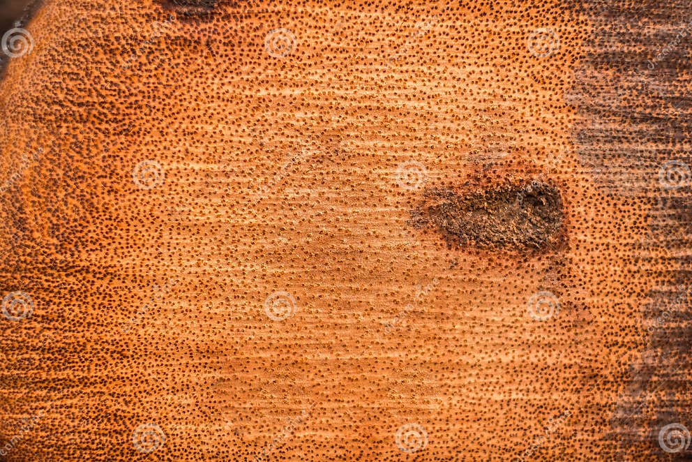 Patterns of Coconut Tree Stumps Stock Photo - Image of ring, coconut ...