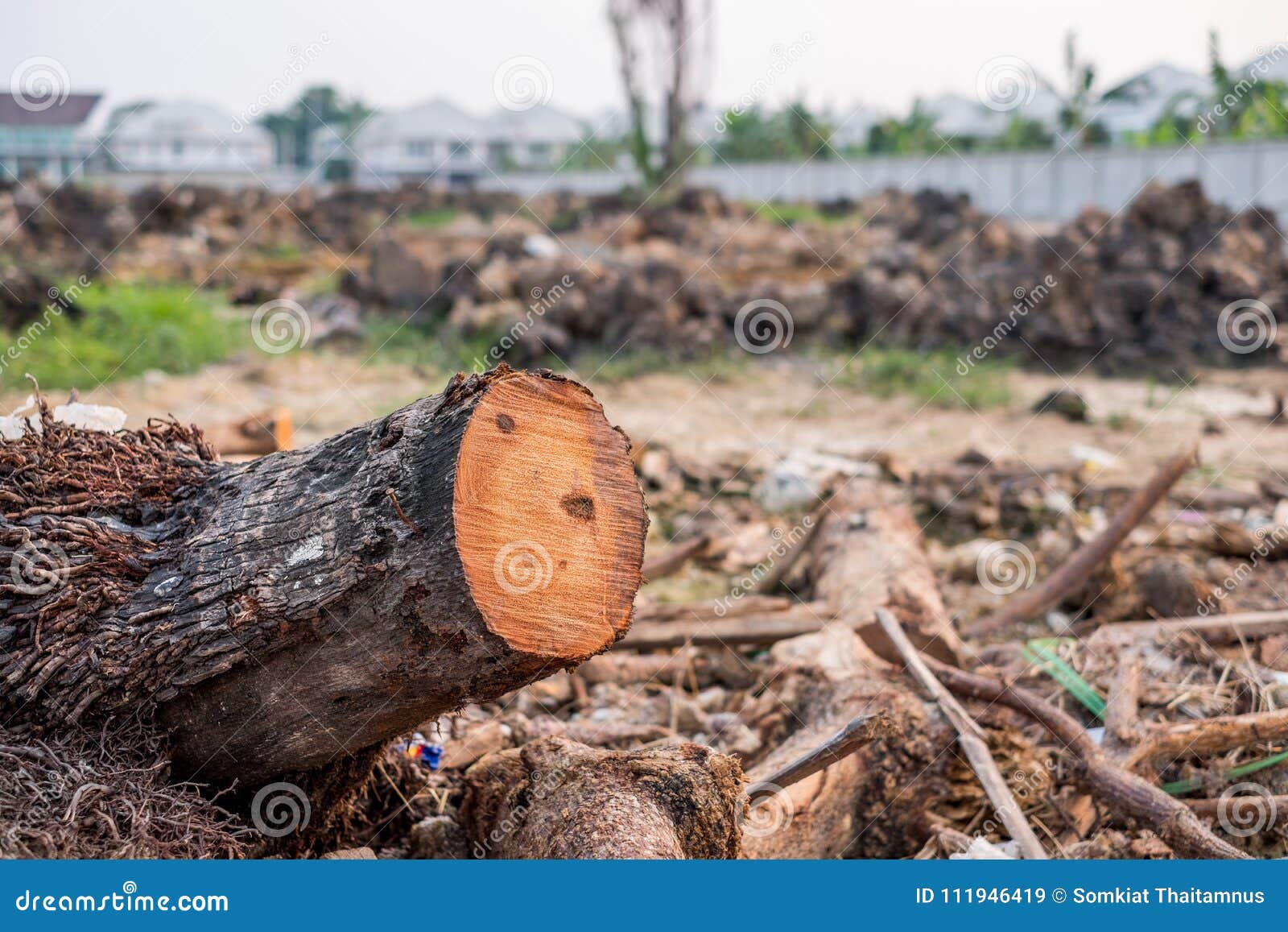 Coconut tree stumps stock image. Image of coconut, dead - 111946419