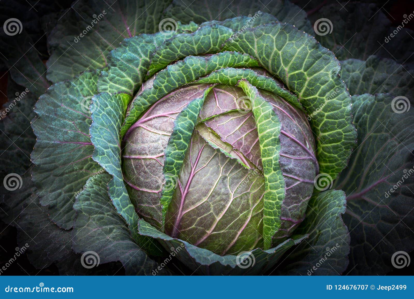 Patterns and Colors of Fresh Cabbage. Stock Image - Image of cabbage ...